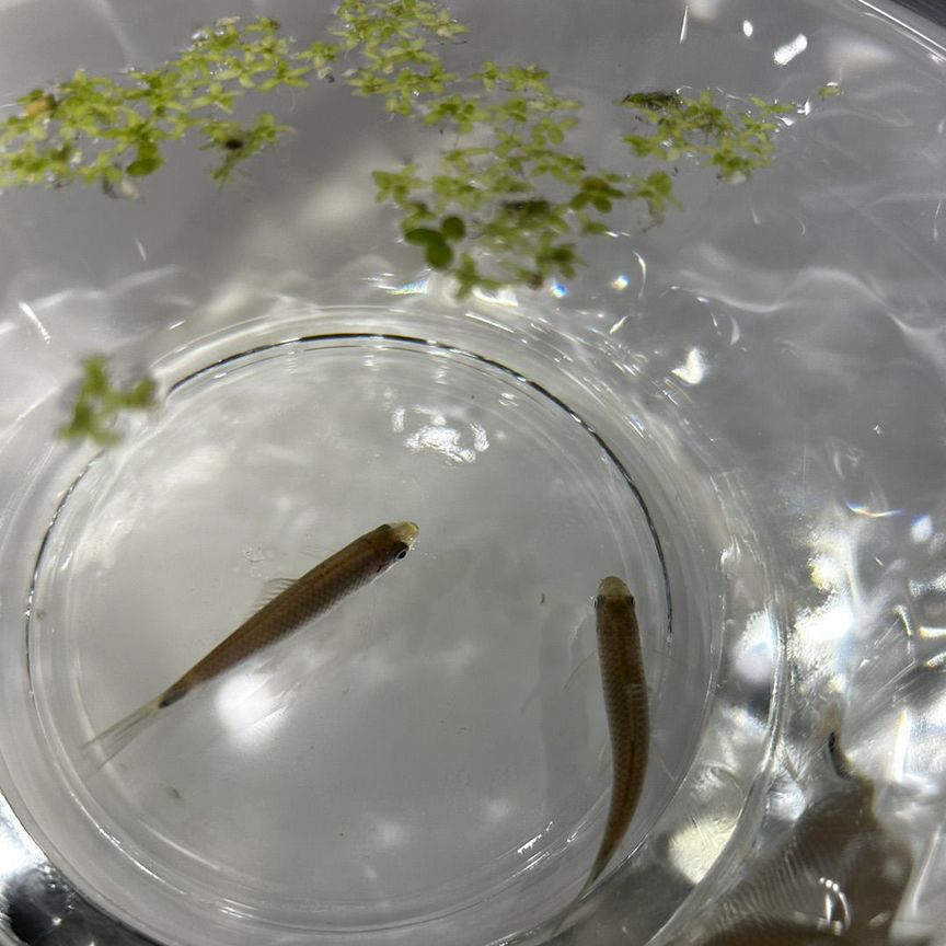 Сомик аквариумный