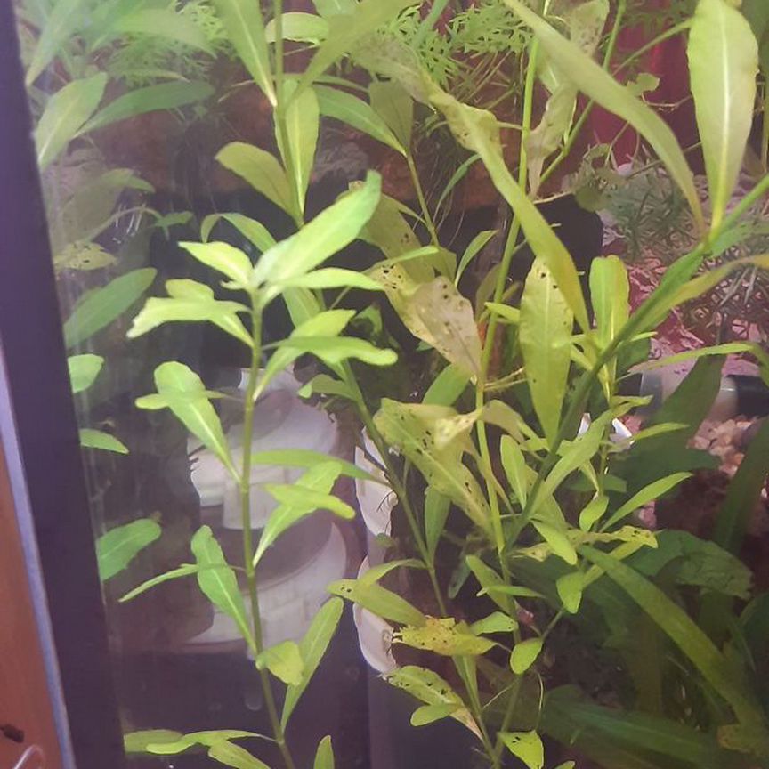 Аквариумные растения