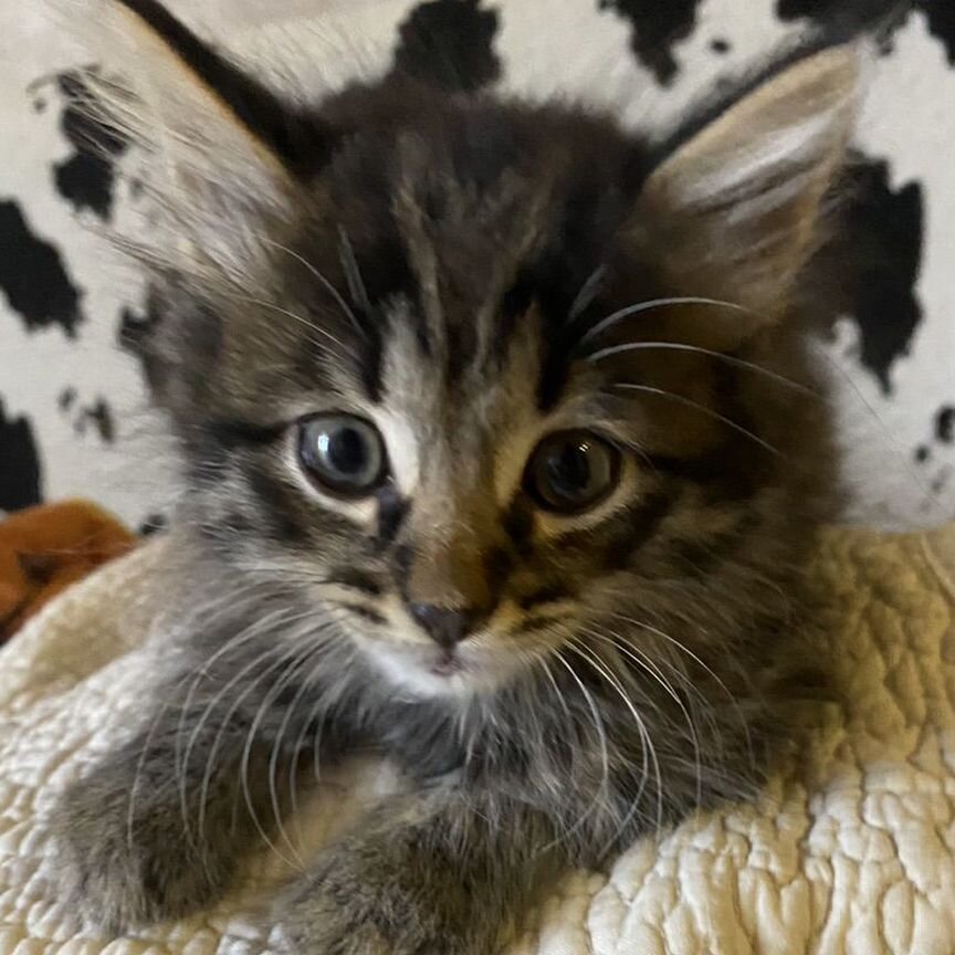 Котята в добрые руки мальчики 2 месяца