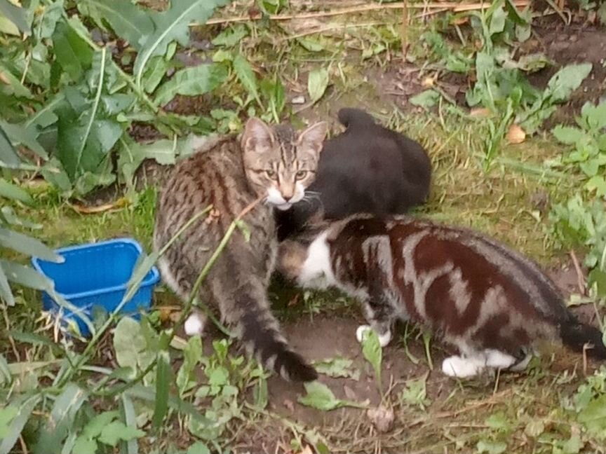 Котята в добрые руки бесплатно коты