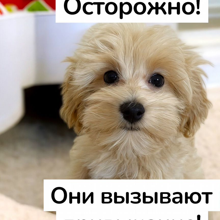 Мальтипу, щенок