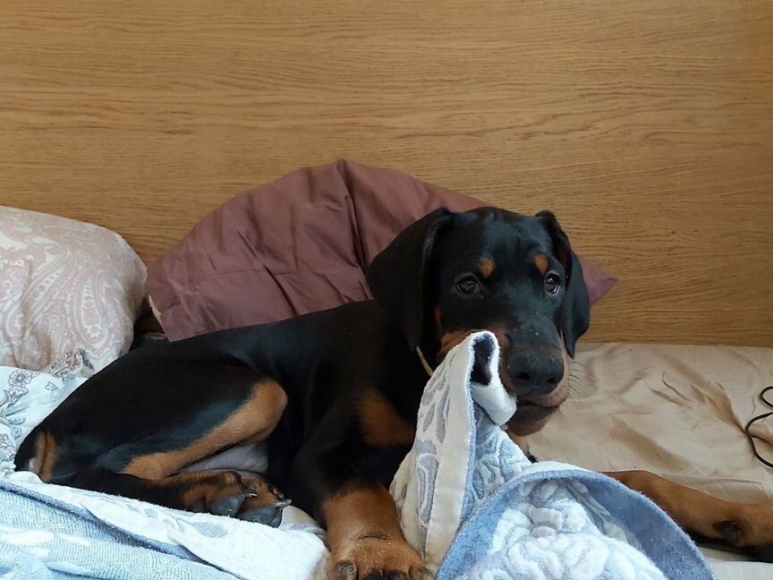 Щенки добермана