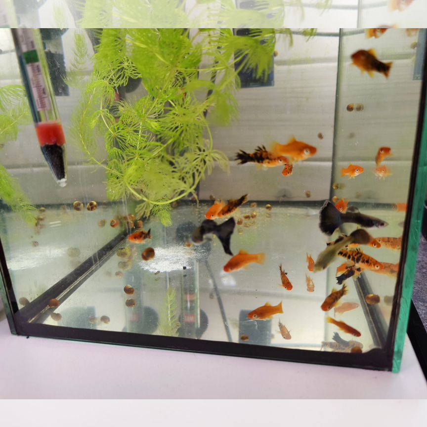 Аквариумные рыбки меченосцы и гуппи
