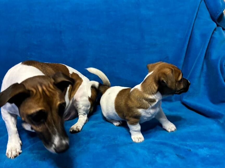 Щенки джек рассел терьер