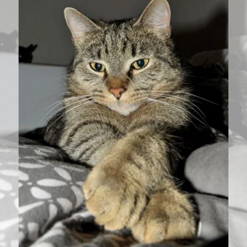Гришка кот