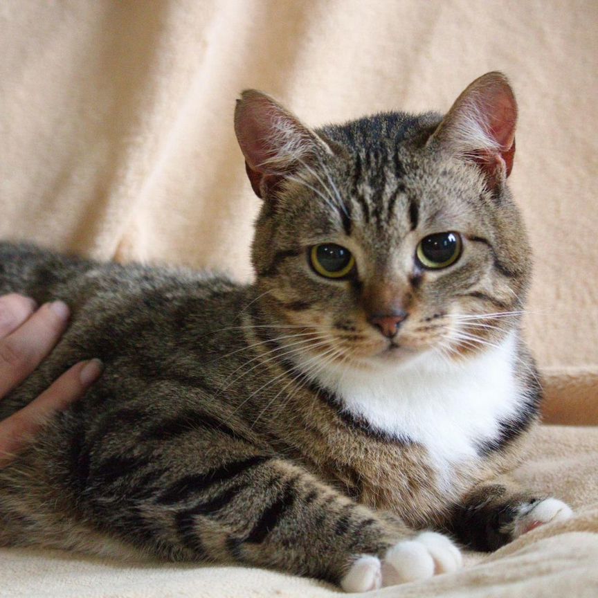 Бандит вашего сердца в поисках дома