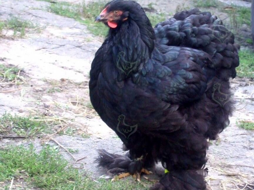 Цыпленок кохинхины