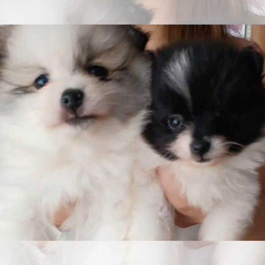 Померанский шпиц, щенок