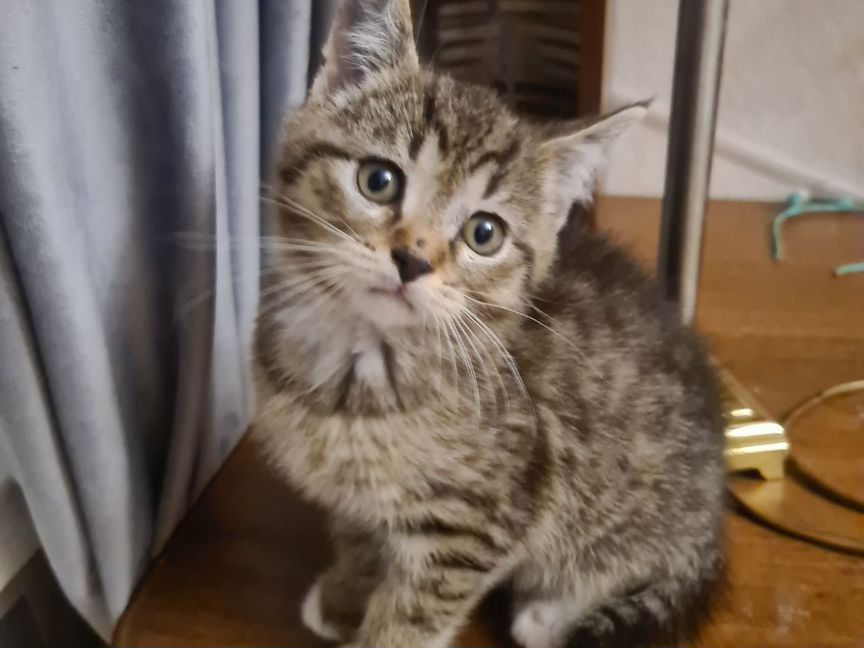 Котенок