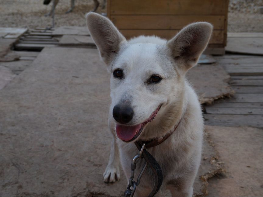 Собака в добрые руки