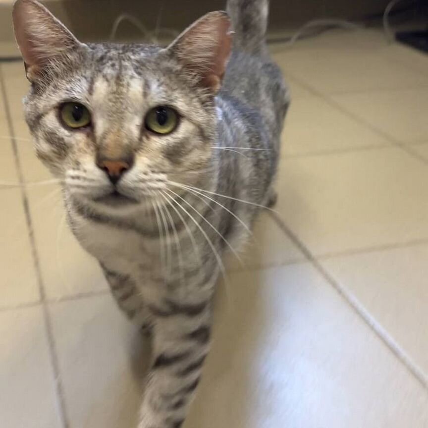 Кот в добрые руки