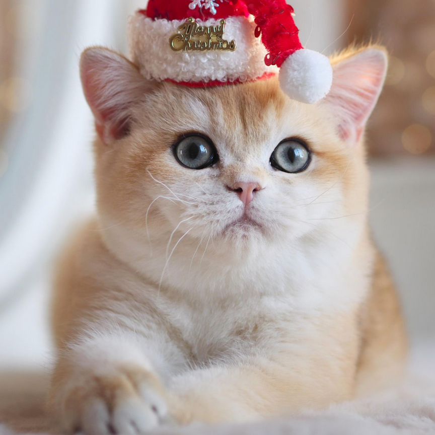 Котята британская золотая шиншилла
