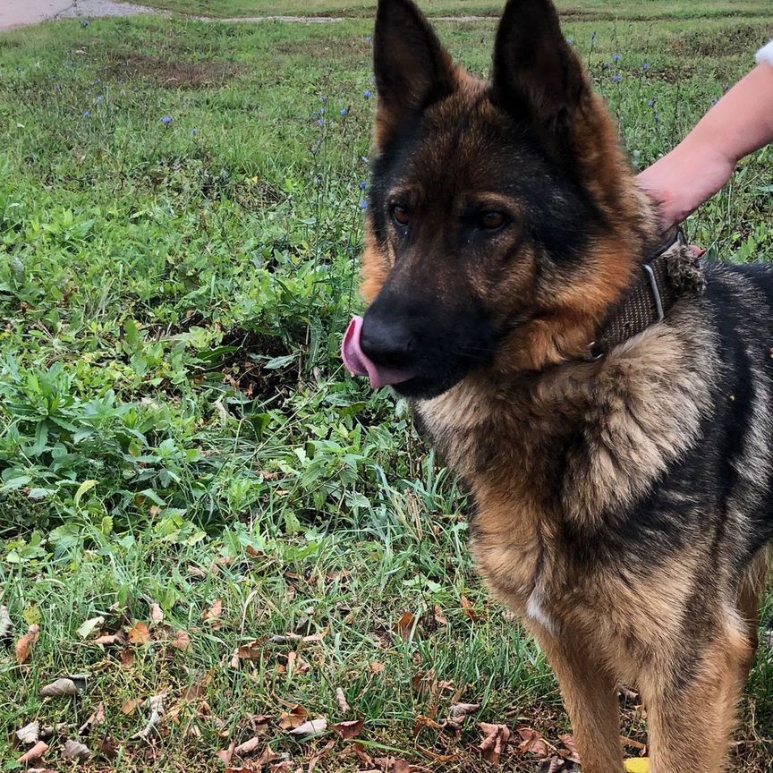 Щенки Немецкой овчарки