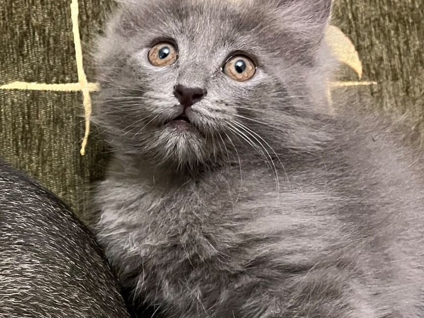 Кошки