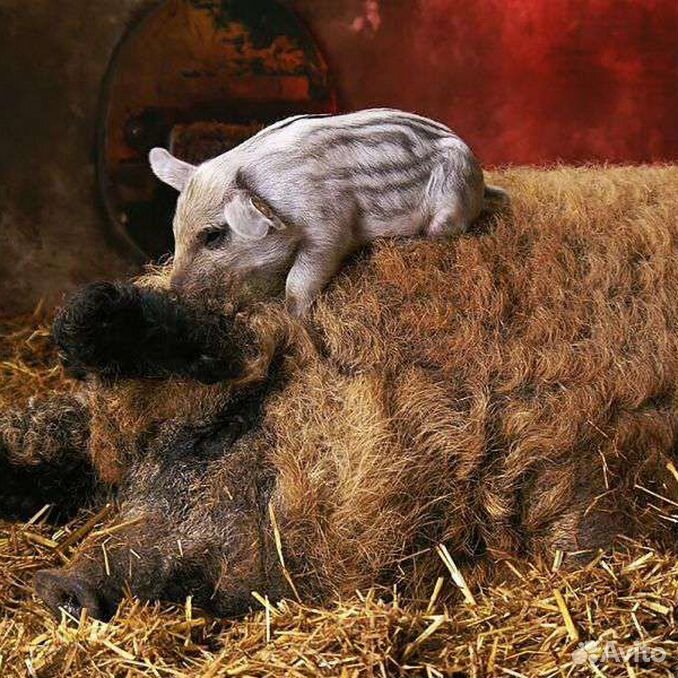 Поросята мангалица