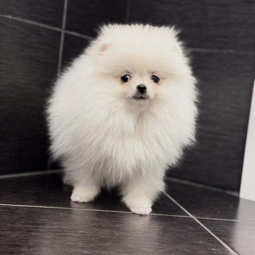 Шпиц micro девочка