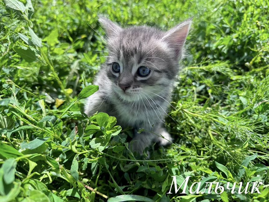 Кошка
