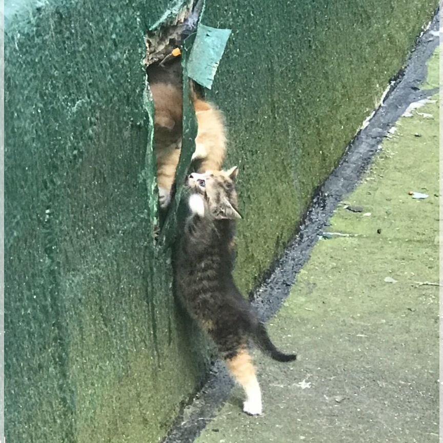 Котята в добрые руки