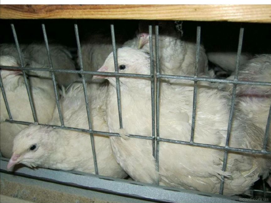 Перепела продажа