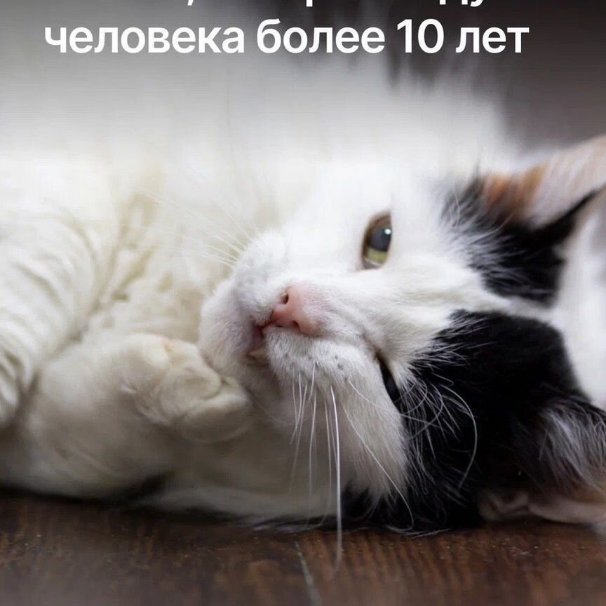 Взрослый кот в добрые руки