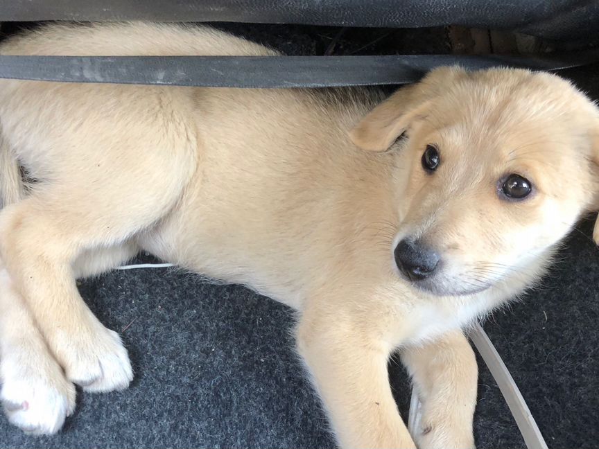 Собака в добрые руки отдам бесплатно