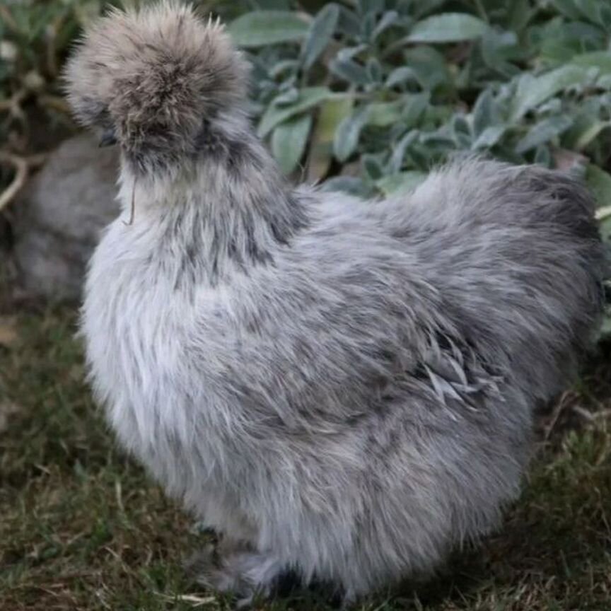 Куры и петух порода китайские шолковые