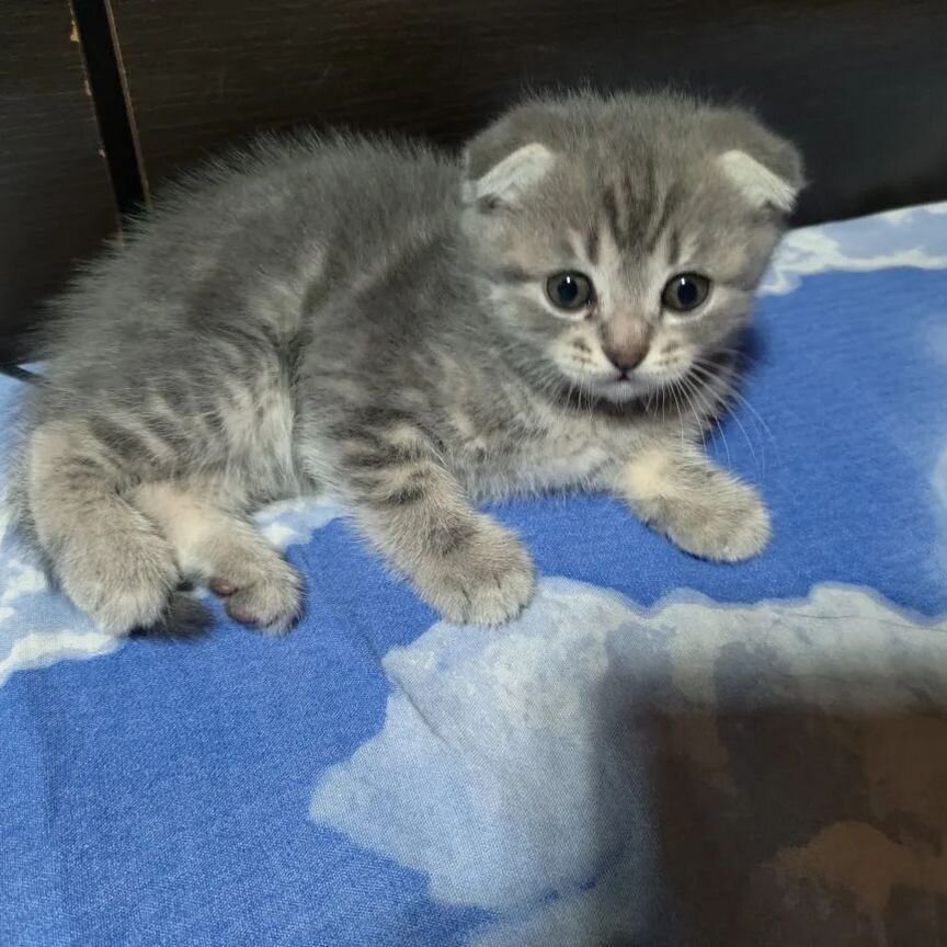 Шотландский вислоухий длинношёрстный котёнок
