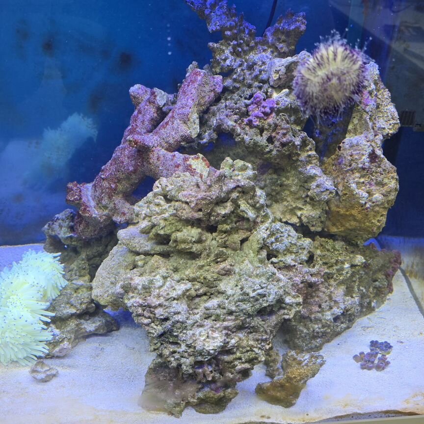 Актиния белая для морского аквариума