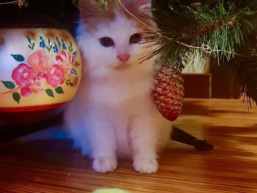 Котик Мурчик