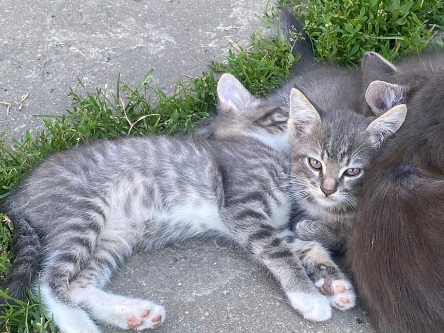 Котята в добрые руки