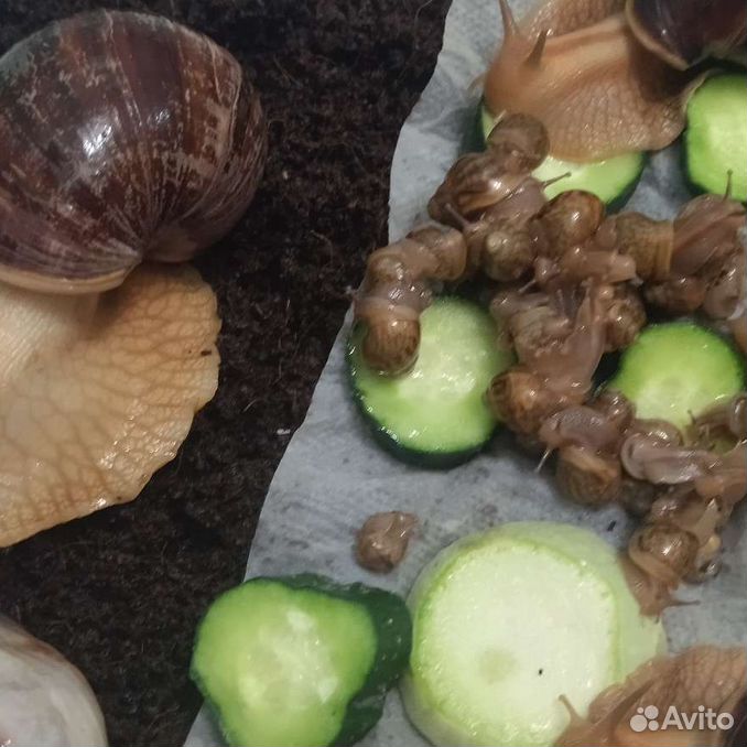 Улитки ахатины маленькие