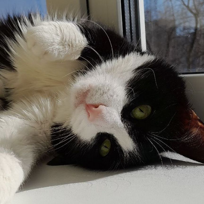 Взрослая, кошка в добрые руки