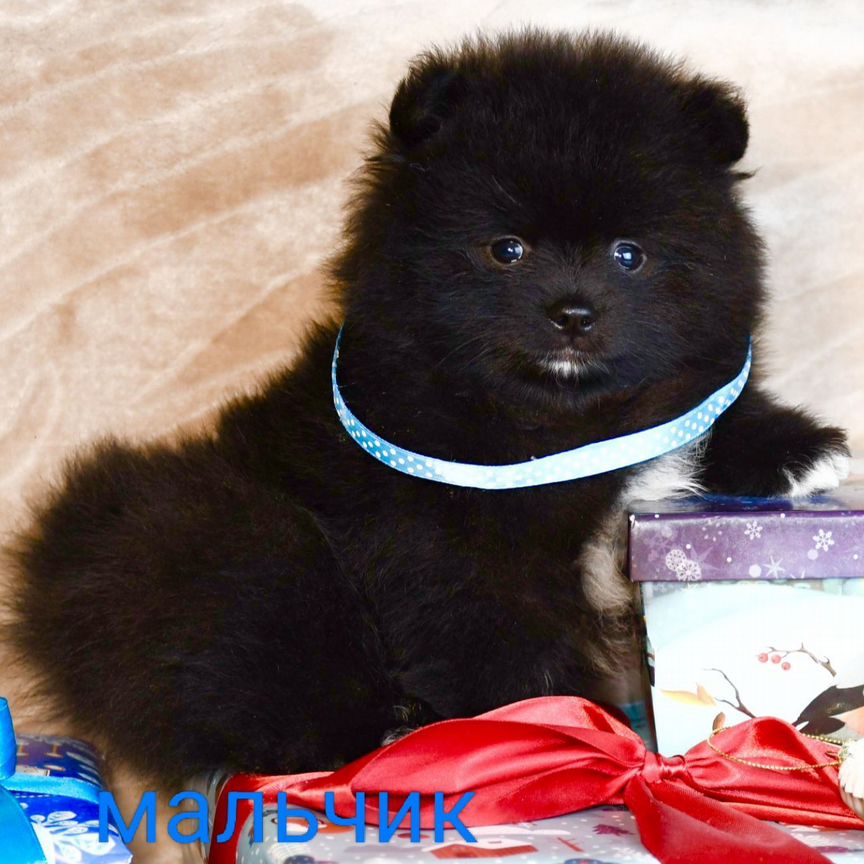 Немецкий шпиц, щенок