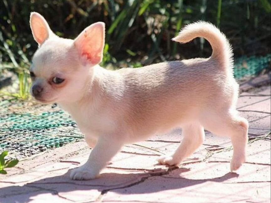 Изабелловая девочка чихуахуа