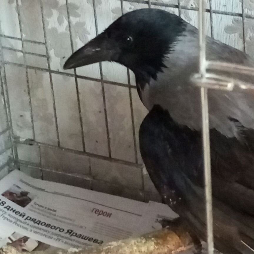 Ворона (сломано крыло) отдам человеку с опытом