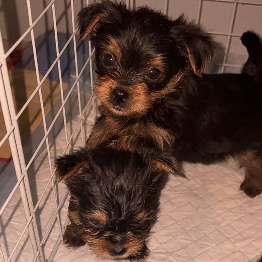 Йоркширский терьер, щенок