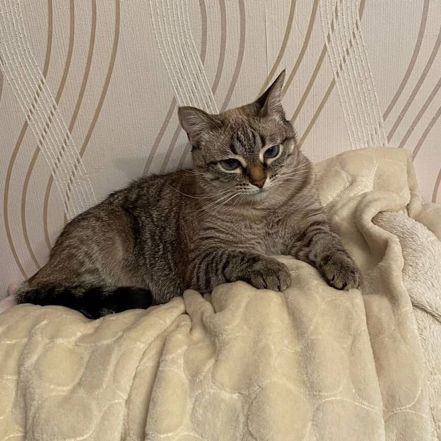 Взрослая, кошка в добрые руки