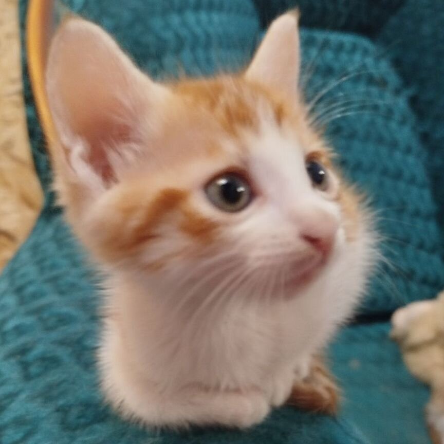 Рыжий котенок мальчик