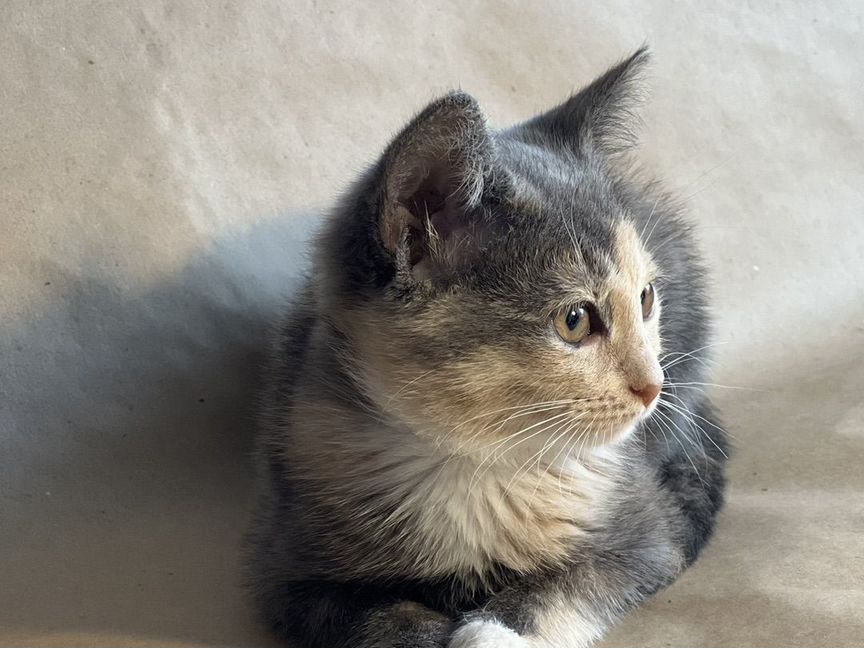 Котенок в добрые руки