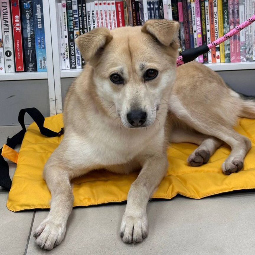 Взрослая собака в добрые руки