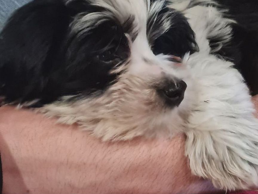 Щенки бивер йорка