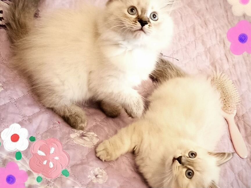 Невские маскарадные котята