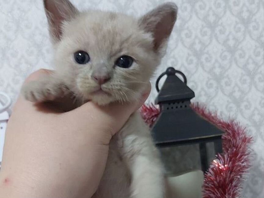 Бурманские котята