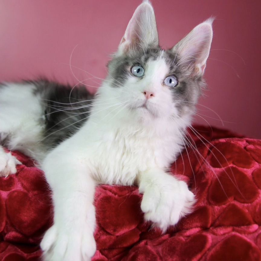 Мейн-кун котёнок