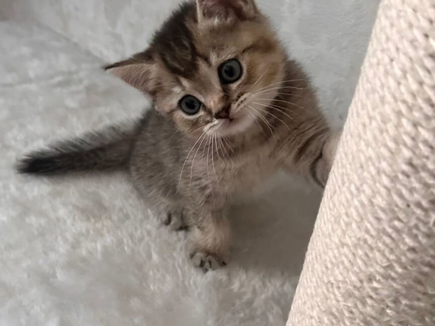Котята шотландские шиншилловые породистые