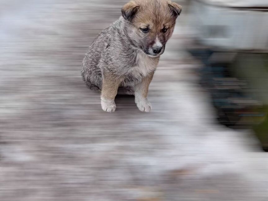 Щенята, в поисках дома