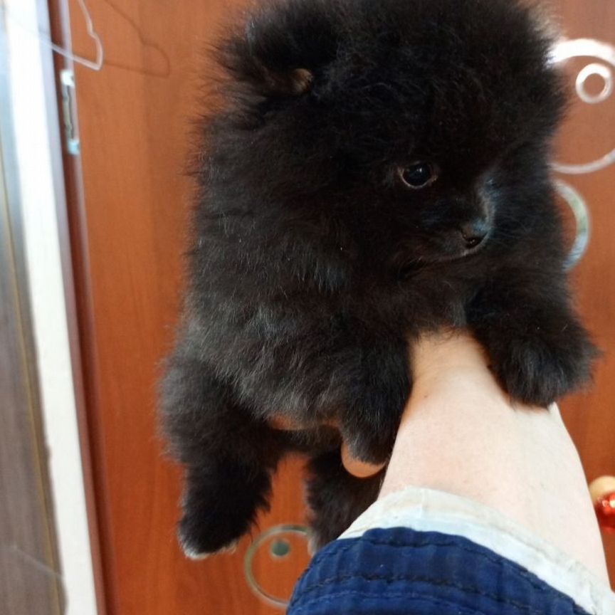 Ченый колобочек