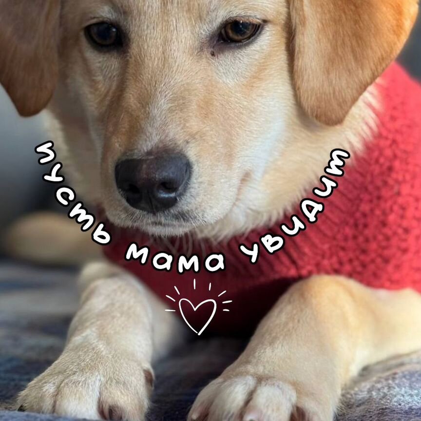 Щенок в добрые руки