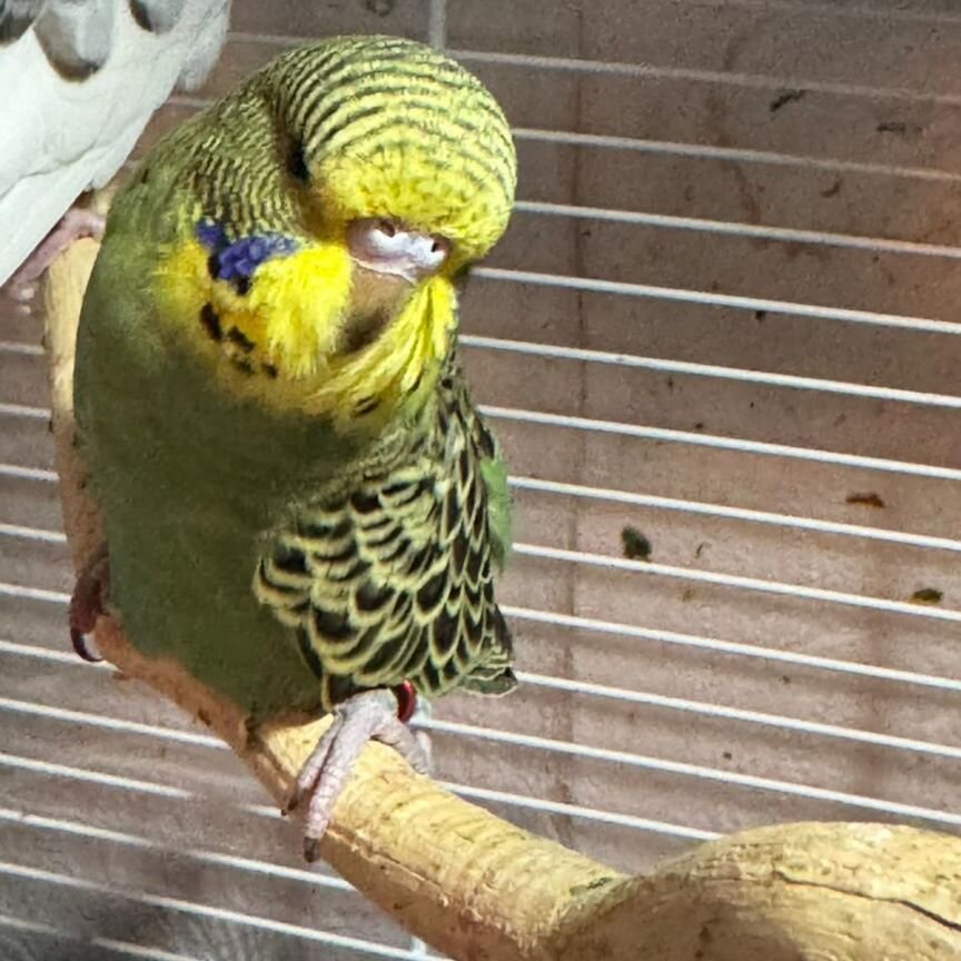 Выставочный волнистый попугай, самочка