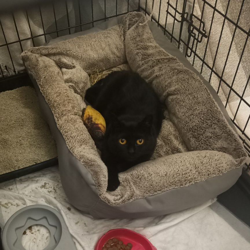 Взрослая кошка в добрые руки